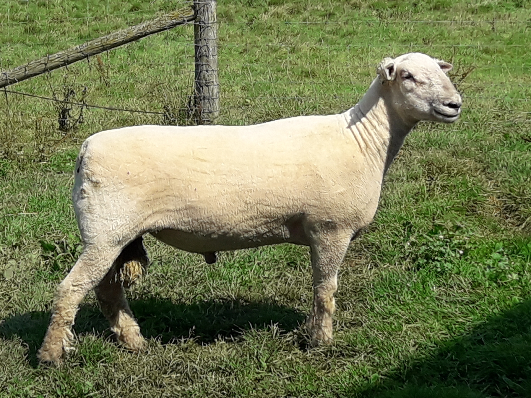Stud Rams - Todd Sheep Company Inc.